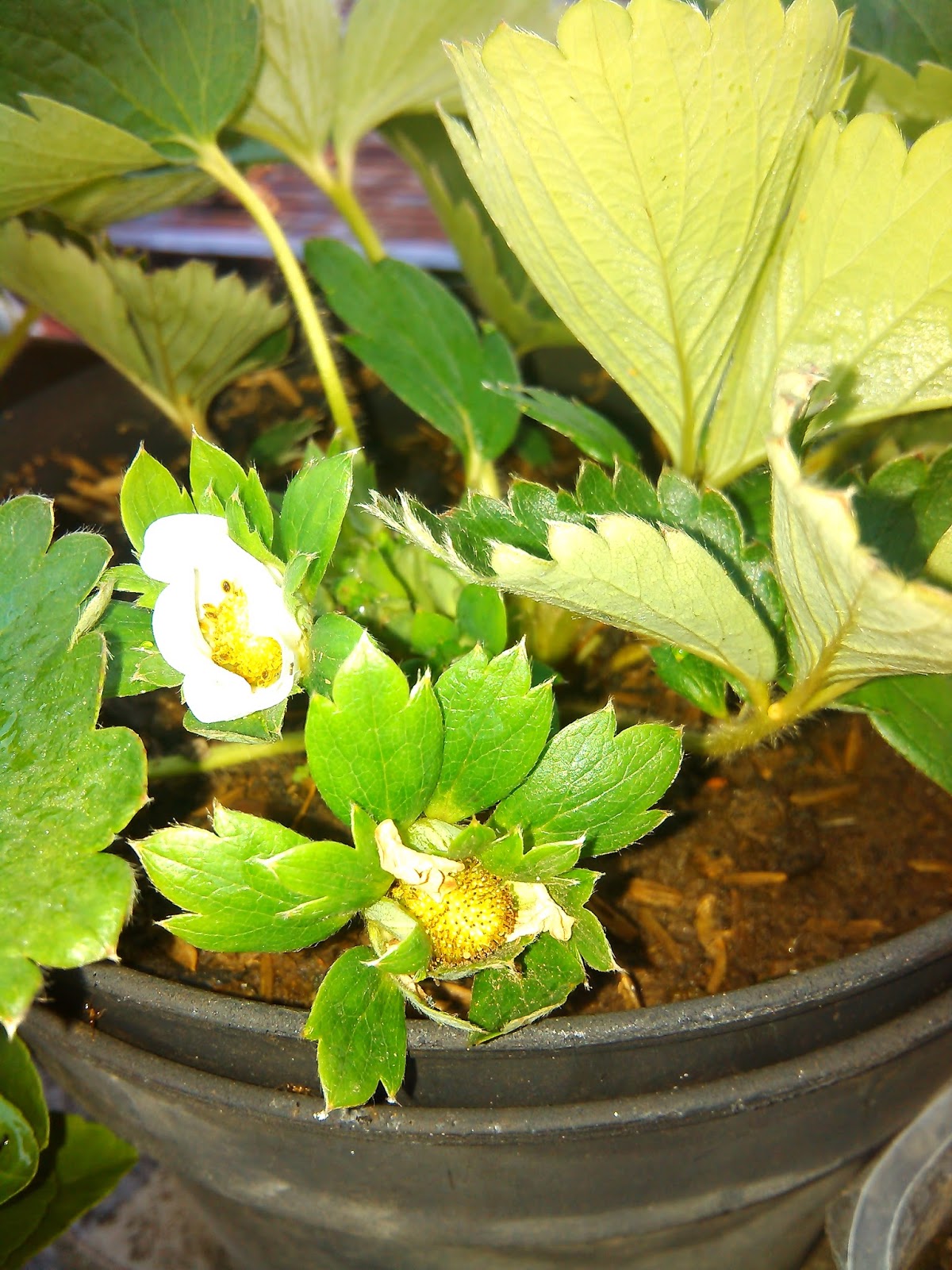 De-Planta: Tentang Tanamanku, sebuah hobi kecil di Kota Yogya ...