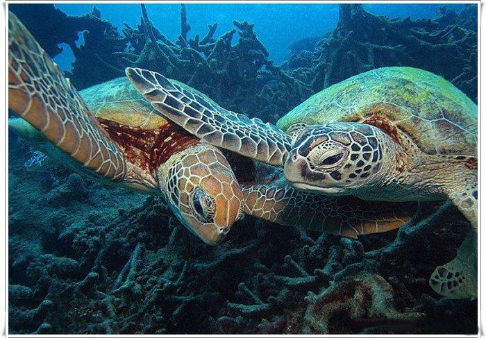 T12I11 Penyu dan kami