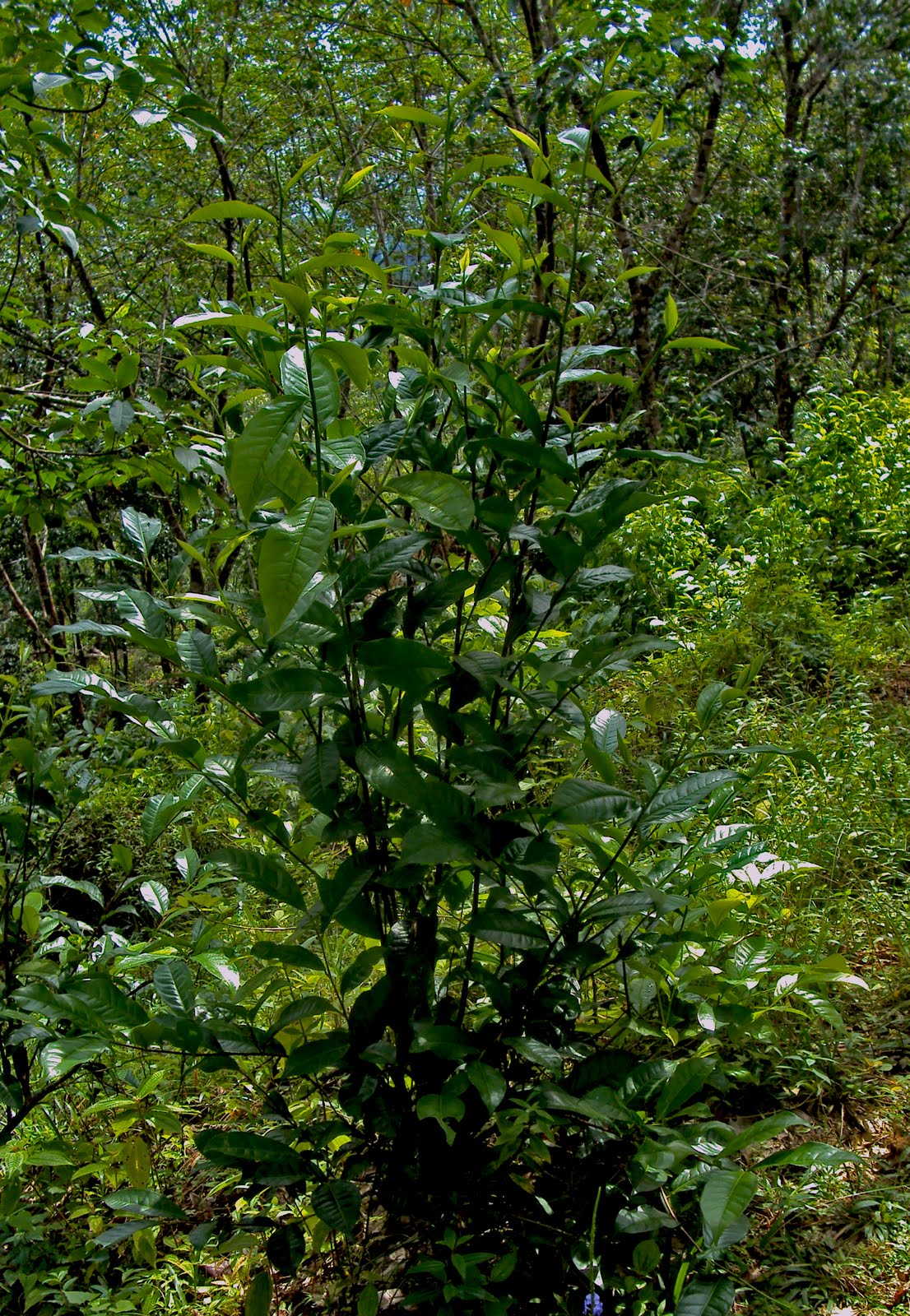Following the Dreams...: Intercropping Tea with Rubber