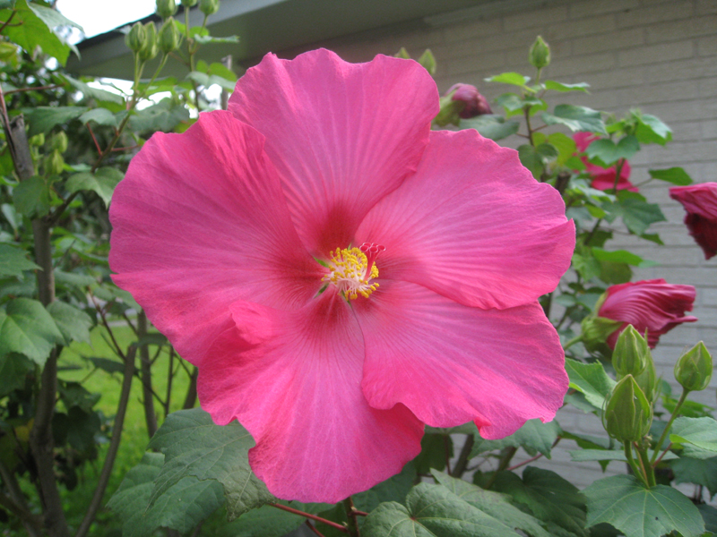 Rosa Louca Paulista / Hibiscus Mutabilis / Hibisco