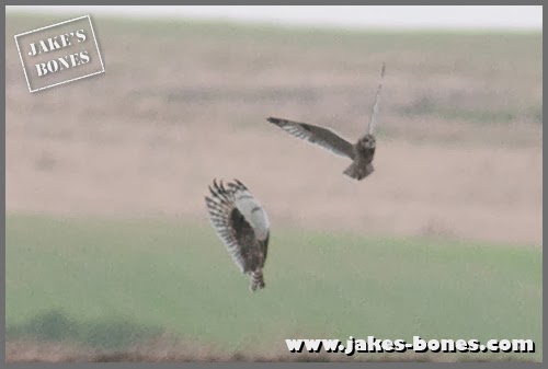The amazing owl fight in photos : Jake's Bones