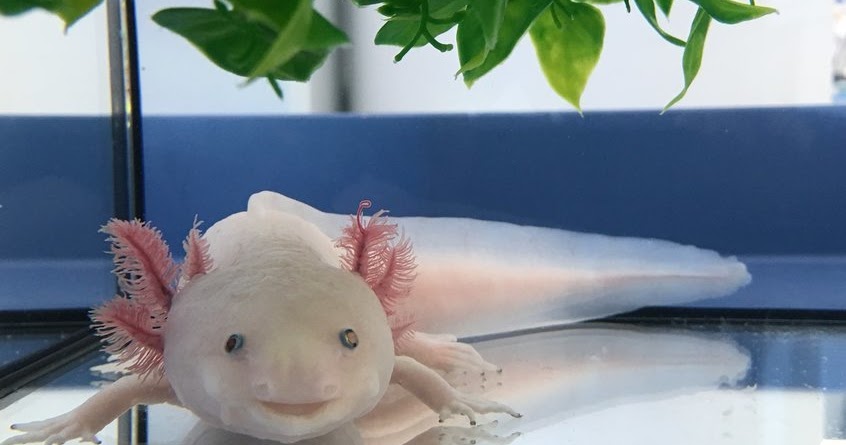 Decoding the Axolotl genome - The Archaeology News Network