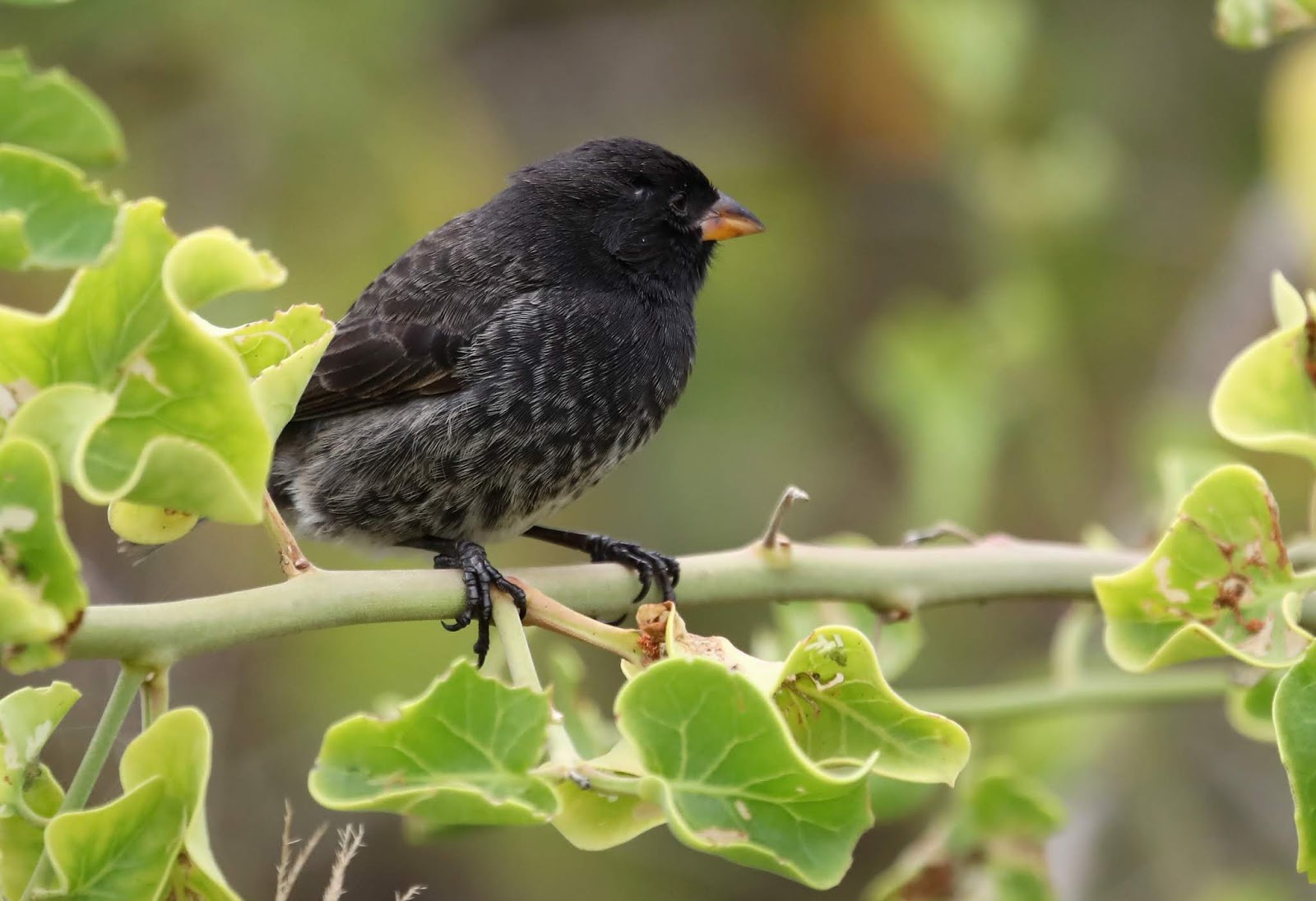 Instantes alados Perú y Ecuador 2018: pinzón mediano de árbol