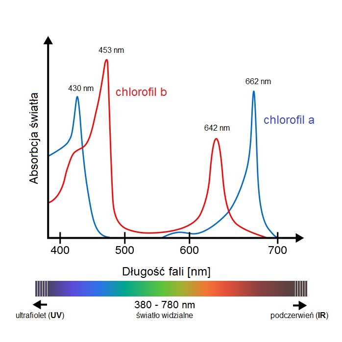 Żarówki LED do roślin. Wszystko o doświetlaniu kwiatów w domu. | BEZ ...
