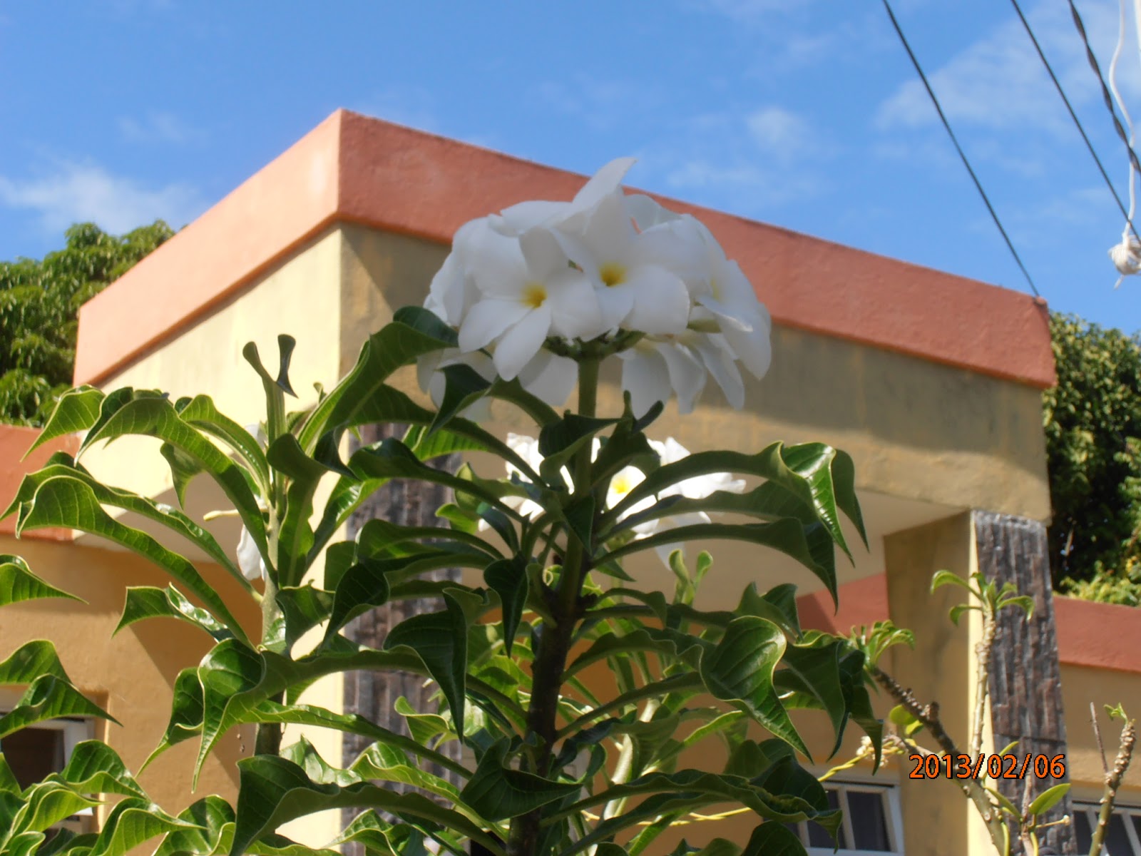 Flora de Puerto Rico Ilustrada Papo Vives: APOCYNACEAE -PLUMERIA PUDICA ...