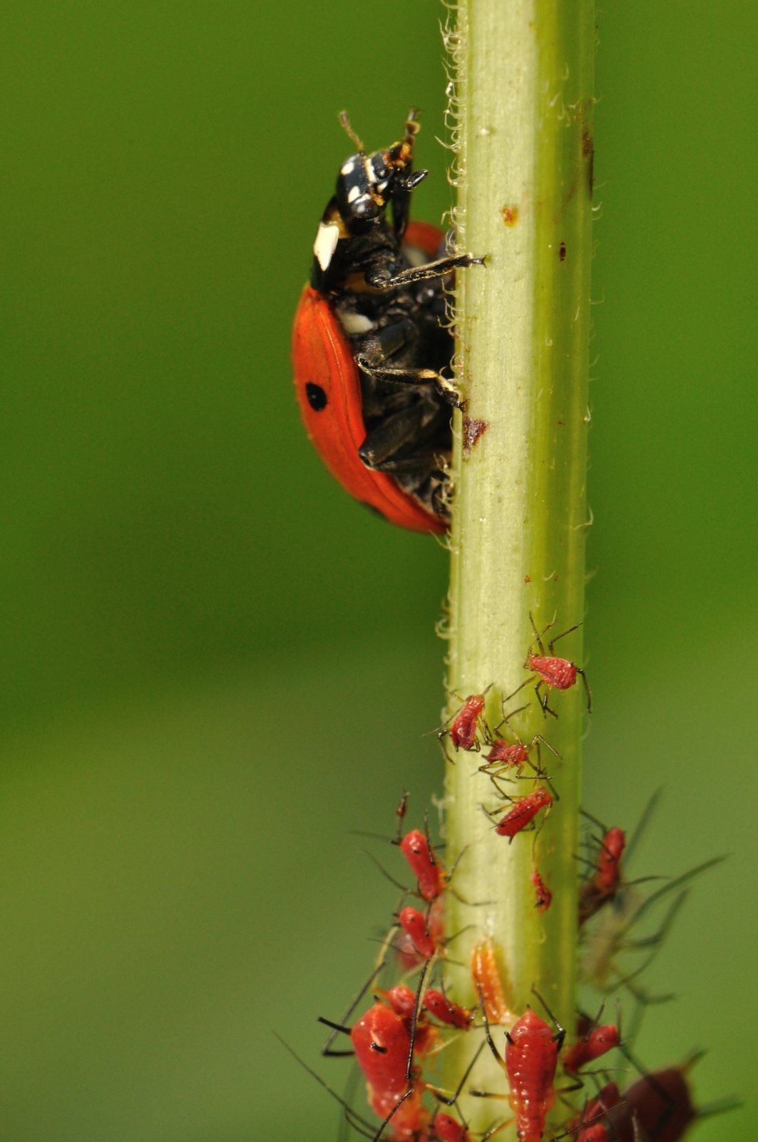 Food webs in the garden: ladybug beetles | the pace of nature