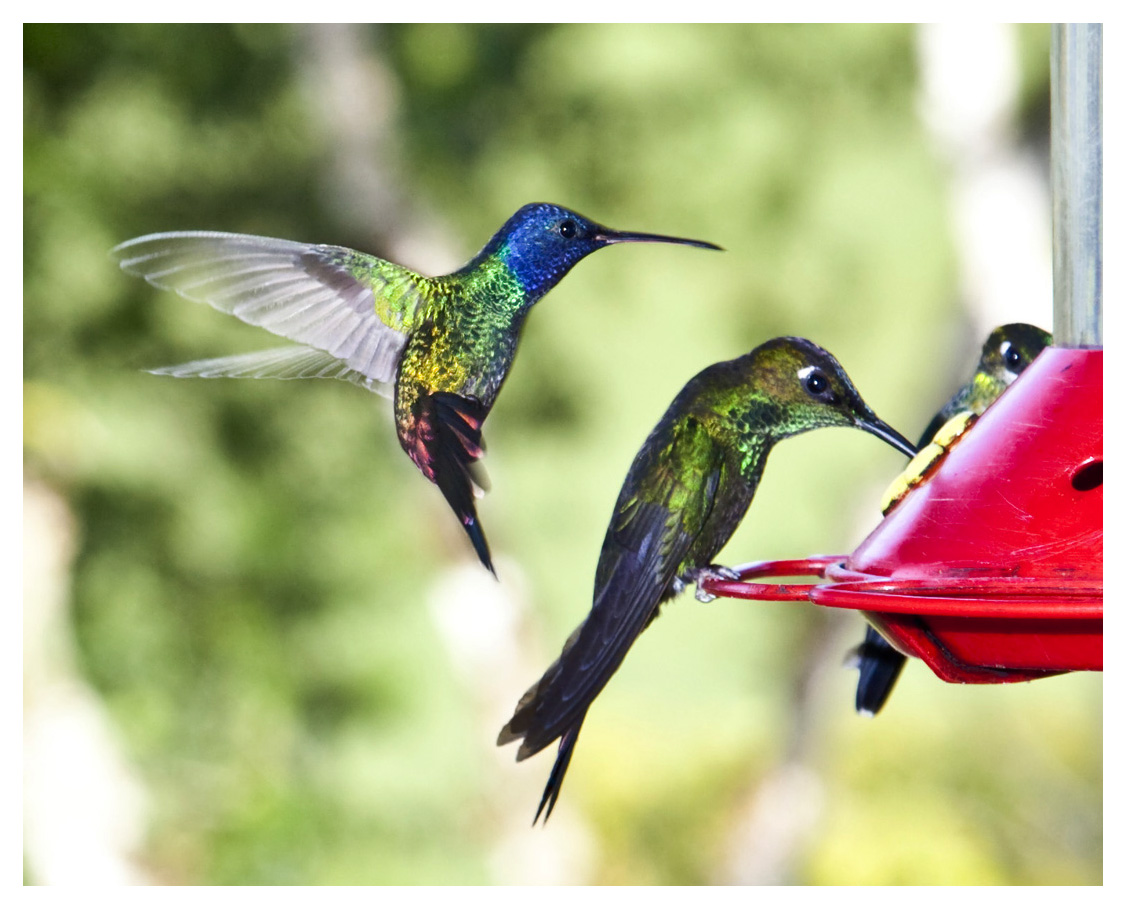 DIGITAL CAMERA ADVENTURES: LOS COLIBRÍES Y COMO FOTOGRAFIARLOS TEXTOS Y ...