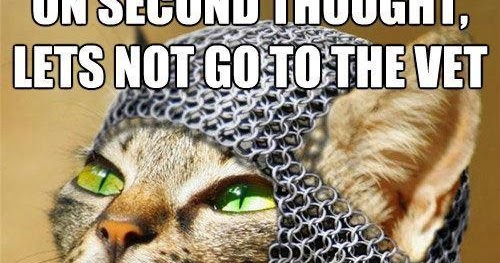 Miss Cellania: Cats Do Monty Python and the Holy Grail