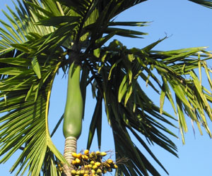 TIPS RAMBUT BERBUAH : DAUN PINANG - TRAVEL WITH VKEN