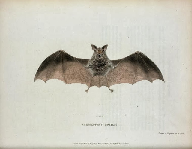 Antique Bat Illustration Prints!