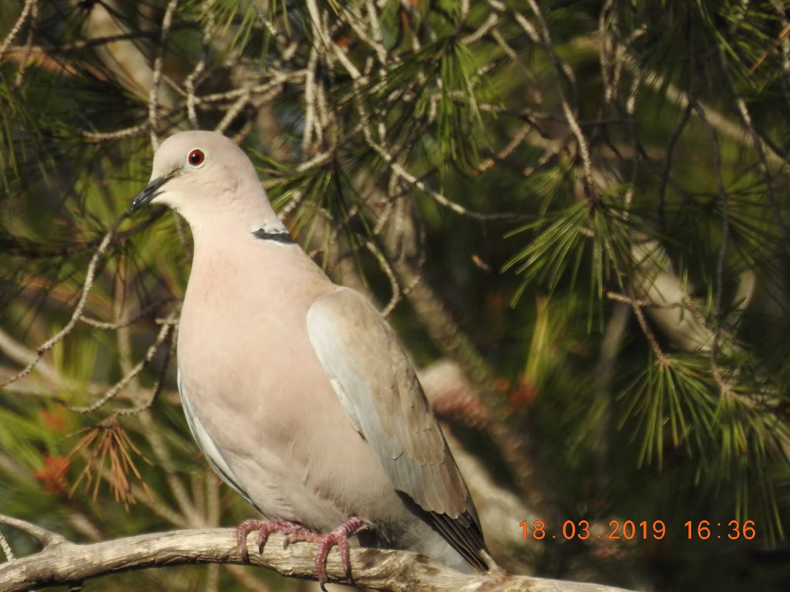 Bird at Waddon Ponds and Beddington farm: Birds Majorca Mar 2019 Gallery