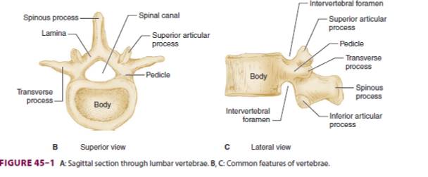 Neuraxial Anaesthesia