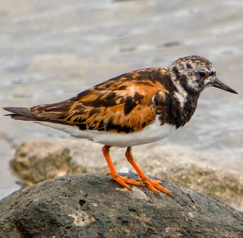 Ruddy turnstone | Birds of India | Bird World