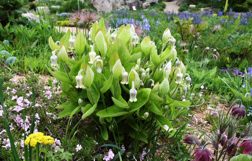 Prairiebreak: My year in flowers