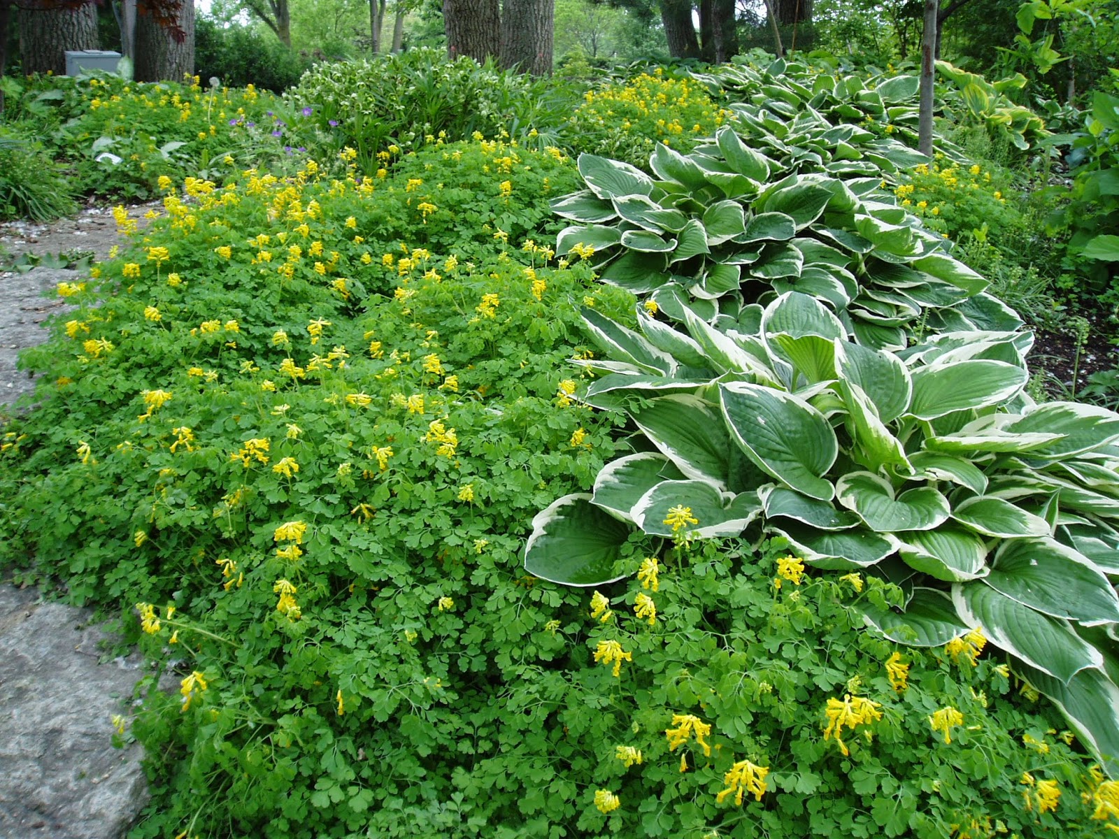 Rotary Botanical Gardens - Hort Blog: Yellow Fumitory (Corydalis lutea)