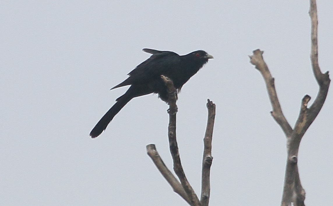 Richard Waring's Birds of Australia: Pheasant Coucal with frog ...
