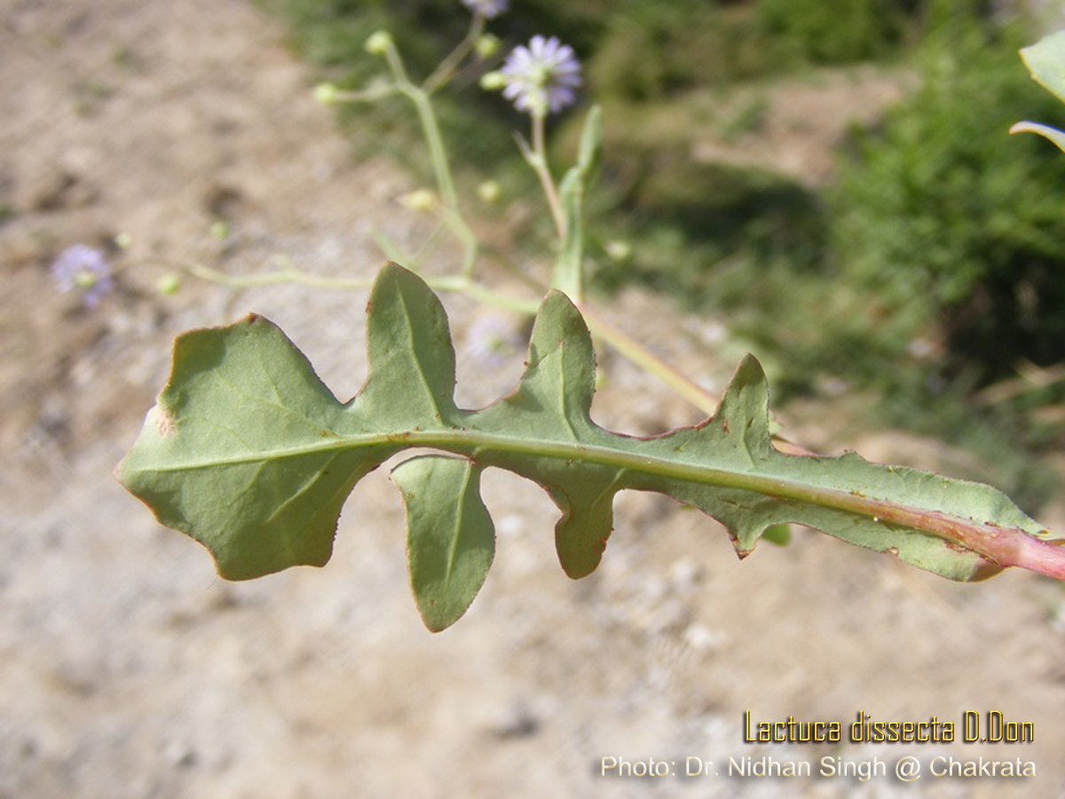 Medicinal Plants: Lactuca dissecta