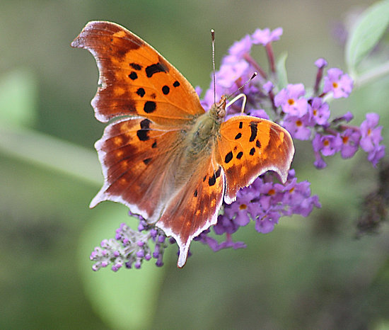 Question Mark Butterfly - Insects Morphology
