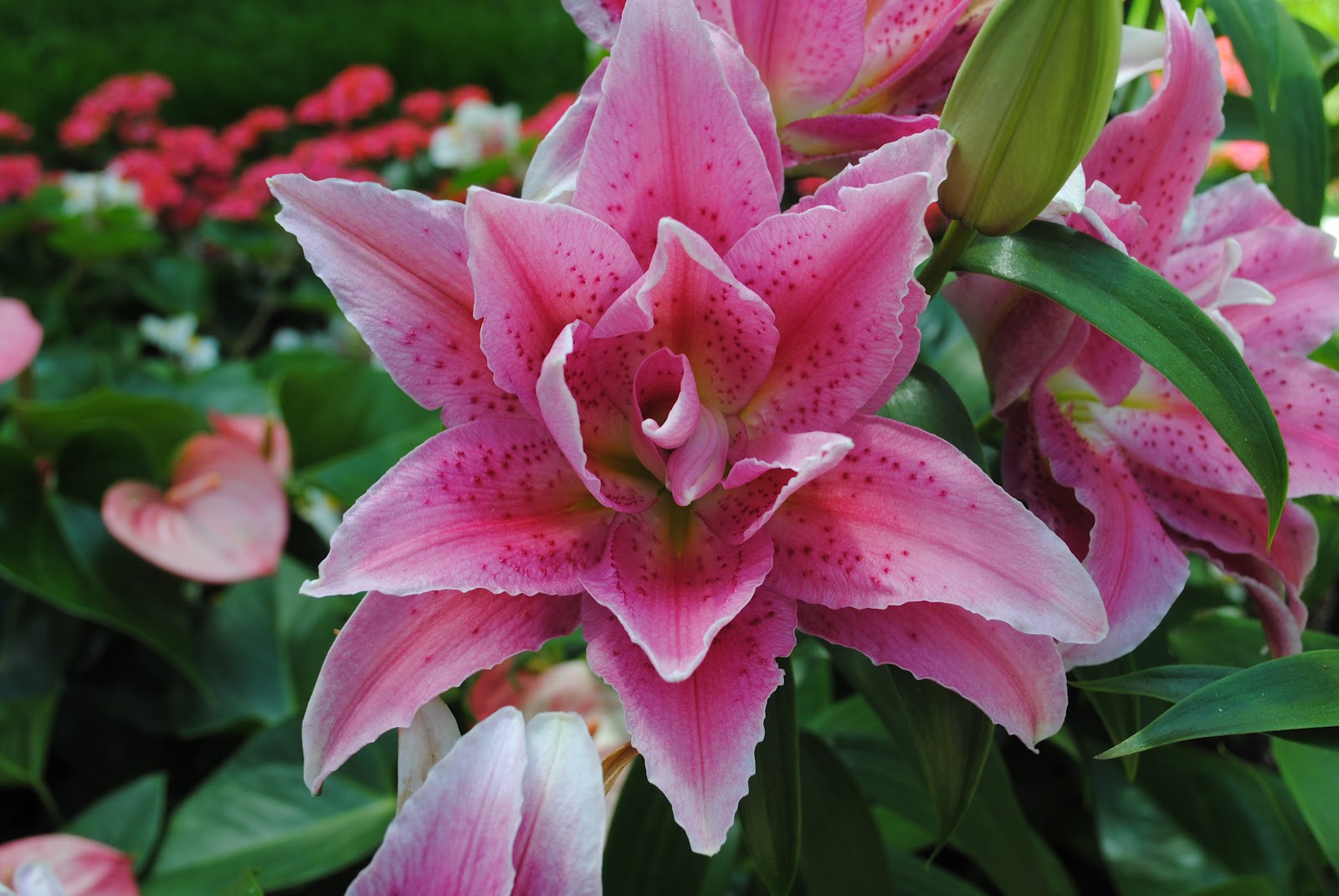J.K.D: Flower of the day-Stargazer lily