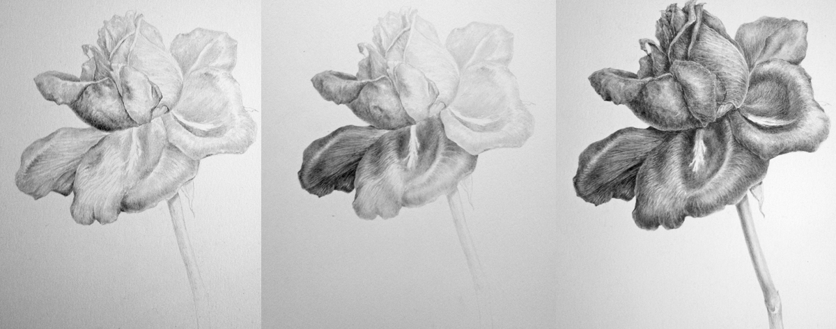 Dianne Sutherland: More on Drawing - Graphite tonal drawing of a red rose
