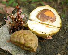 The Ceylon Times: Naminan - Cynometra cauliflora