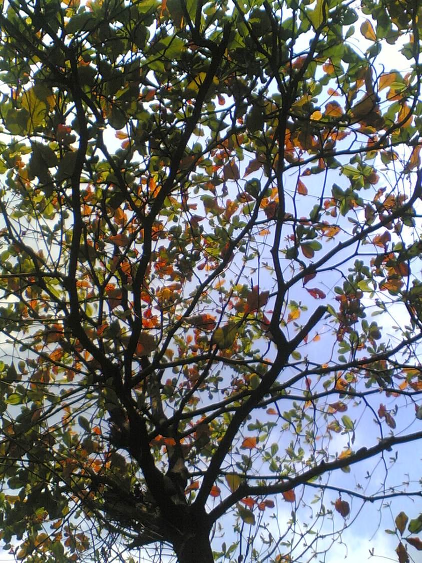 Living with Nature - School on Blog by Dr. Abercio V. Rotor: The ...