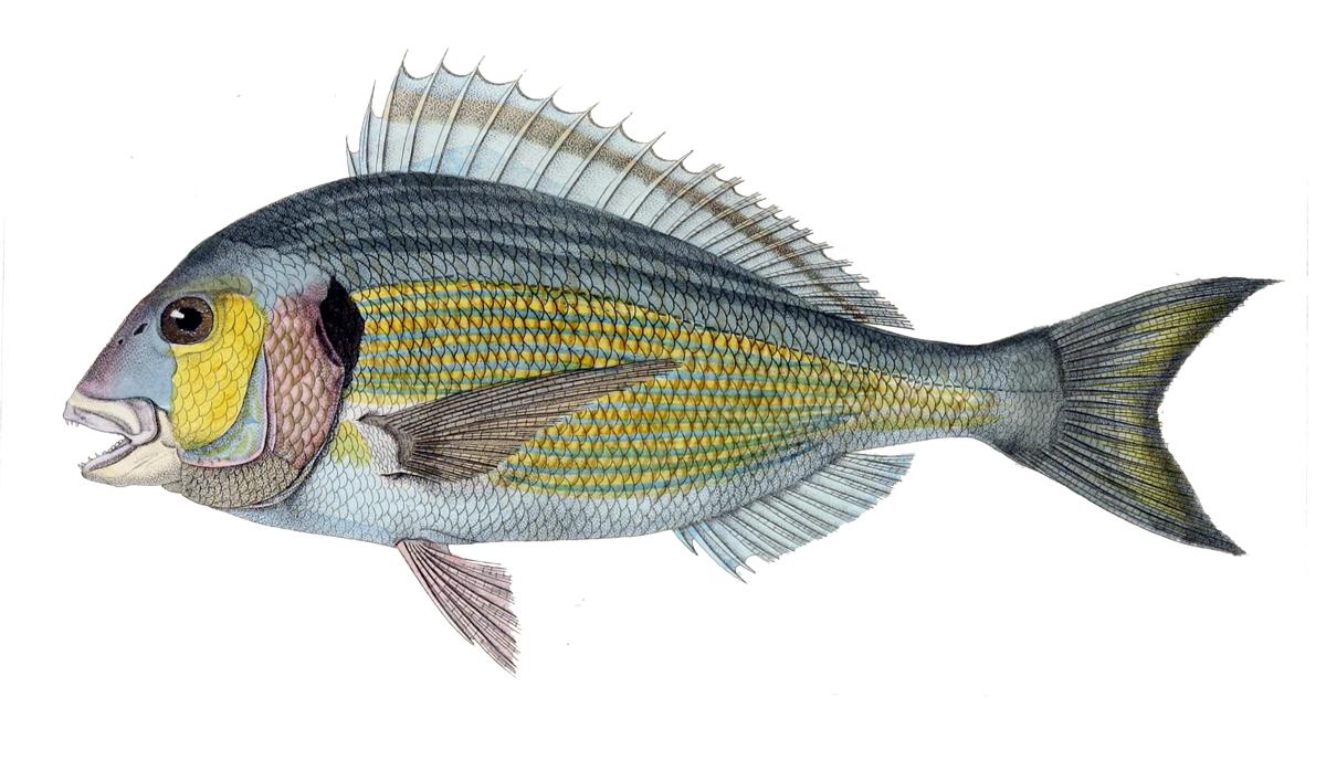 Pêche récréative. Daurade en migration : « Et vous savez ce qui a tout ...