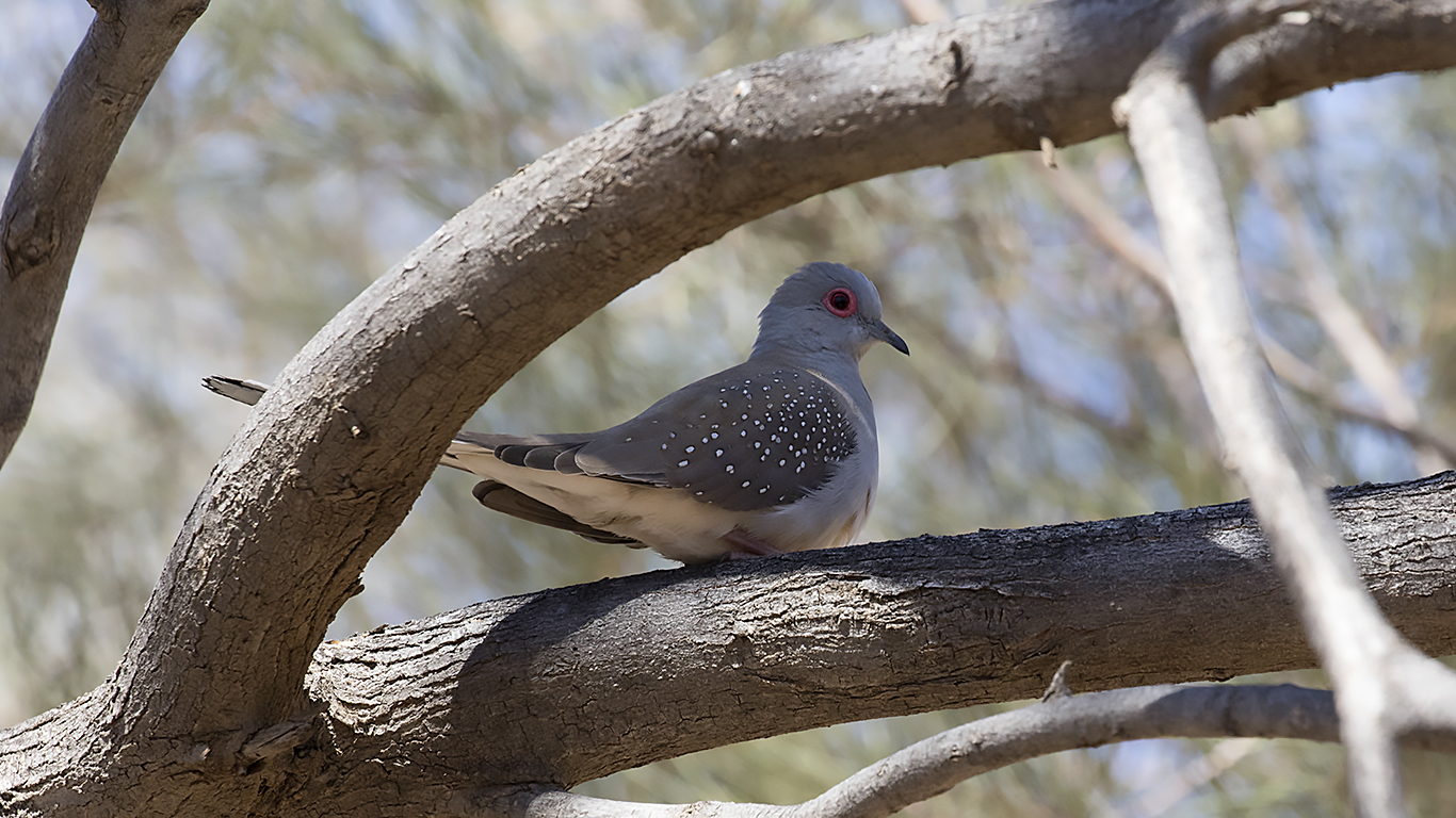 Dave and Sue's South Aussie Big Year : The Big Year goes North Part 2 ...