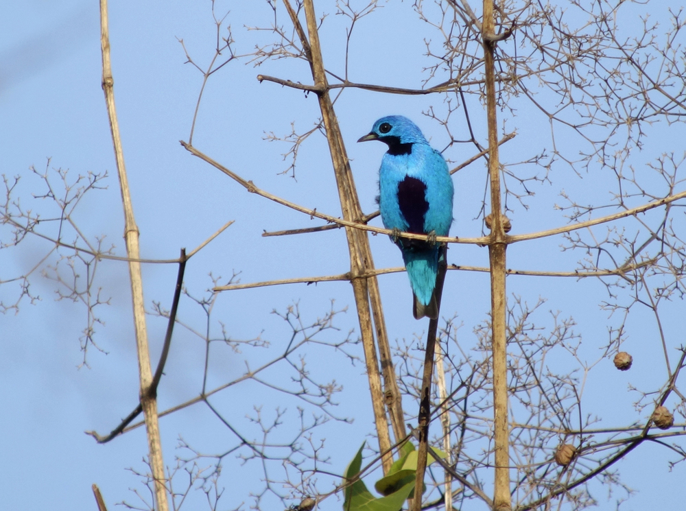 Birding Berrien and Beyond: El Salto road Blue Cotinga