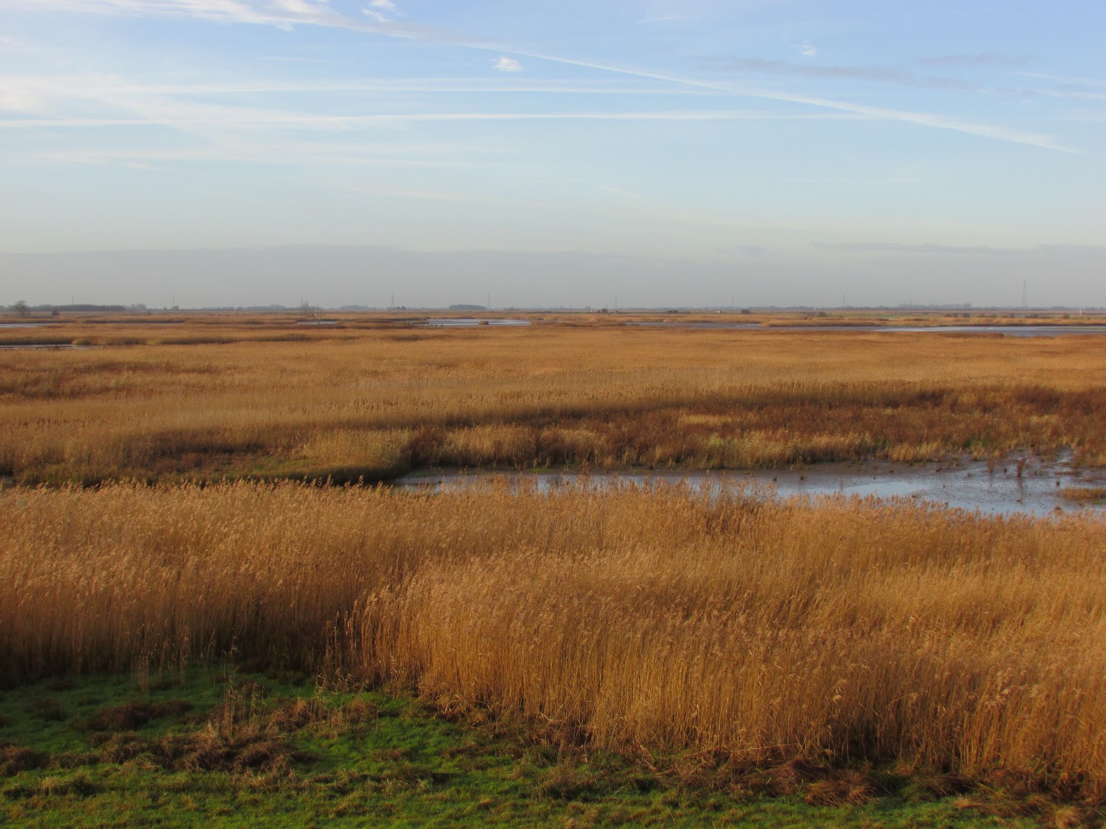 Wild at Hull: Alkborough Flats