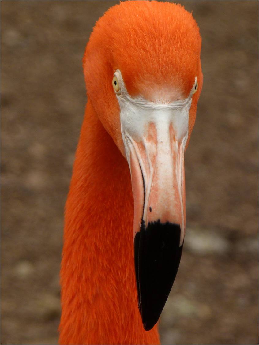 Beasts in a Populous City: Flamingo Friday: Why the Long Face?