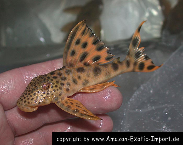RAIAS BLACK DIAMOND E PLECOS