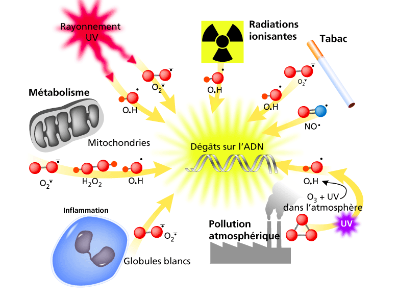 LA SUPEROXYDE DISMUTASE, L’ENZYME DE LA VIE
