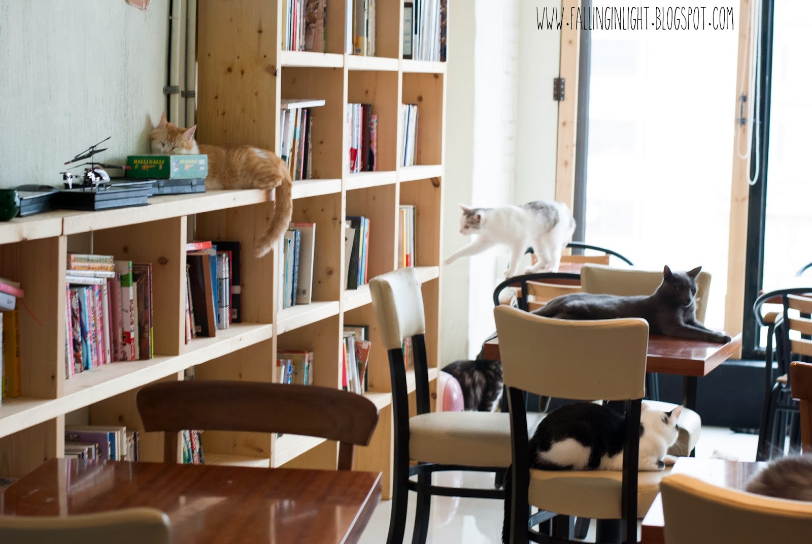 Falling In Light: Lily Cat - Cat Cafe