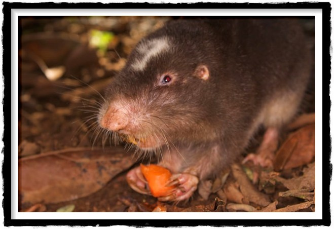 ! PALABRAS INTERESANTES, HERMOSAS, RARAS Y DIVERTIDAS: TALTUZA ...