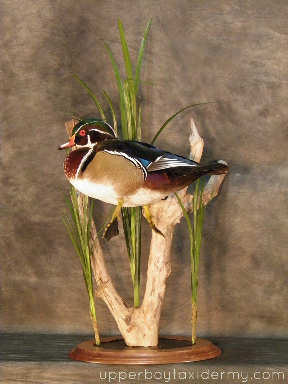 Upper Bay Taxidermy Mobile Gallery: Ducks