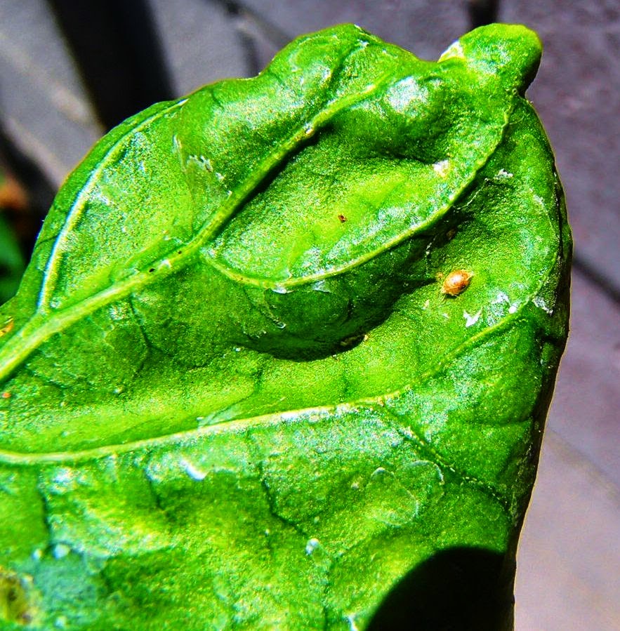 Viragrow: Pepper Leaves Curling. Bugs Again!