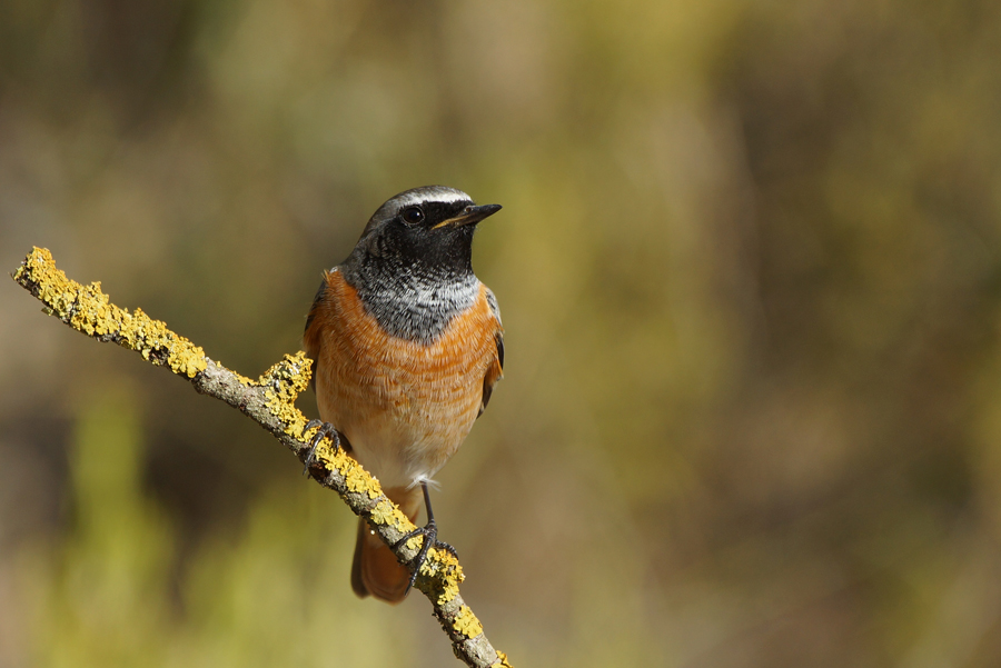 Pasión por las aves: Colirrojo real.(Phoenicurus phoenicurus)