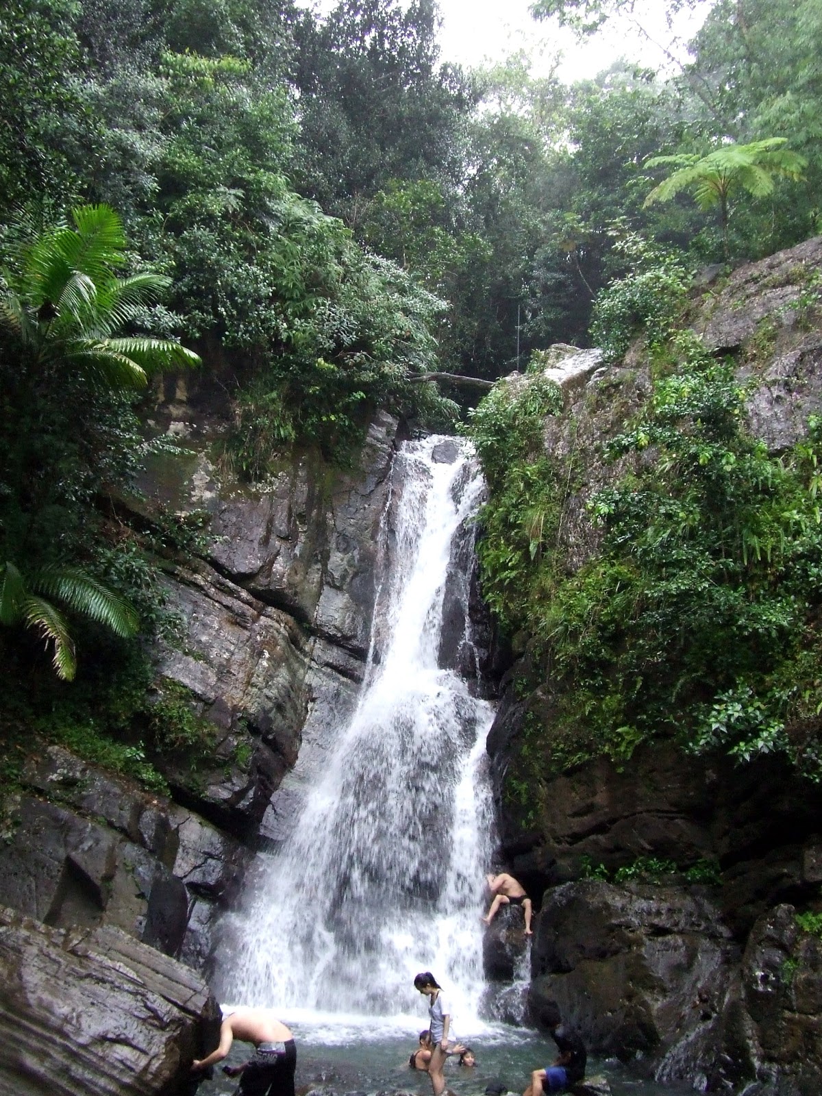 Living in the Rainforest: El Yunque National Forest