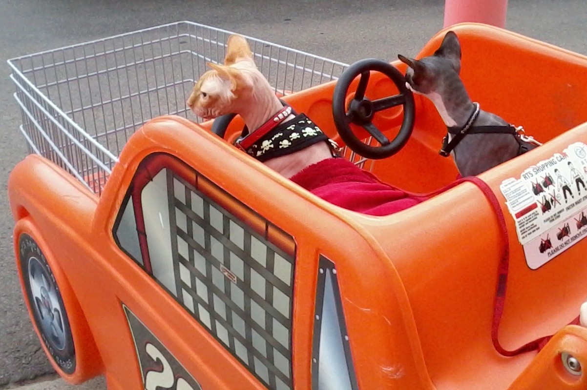 Adventures of A Naked Cat: Cats, Cars and Caskets at the Atlantic Nationals