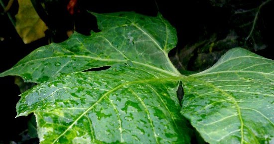 Chaya, Propiedades ( Cnidoscolus Chayamansa ) - BLOG YUCATÁN