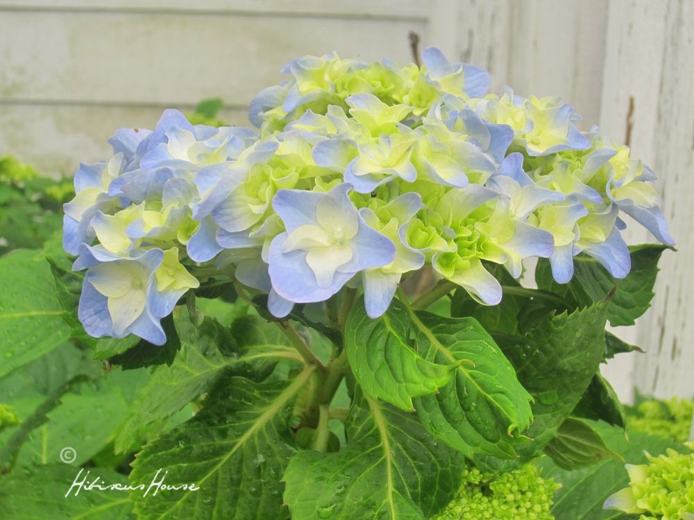 Hibiscus House: Morning Walk Hydrangeas In Full Bloom