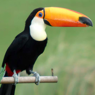 IMÁGENES Y FOTOS DE ANIMALES: Tucan