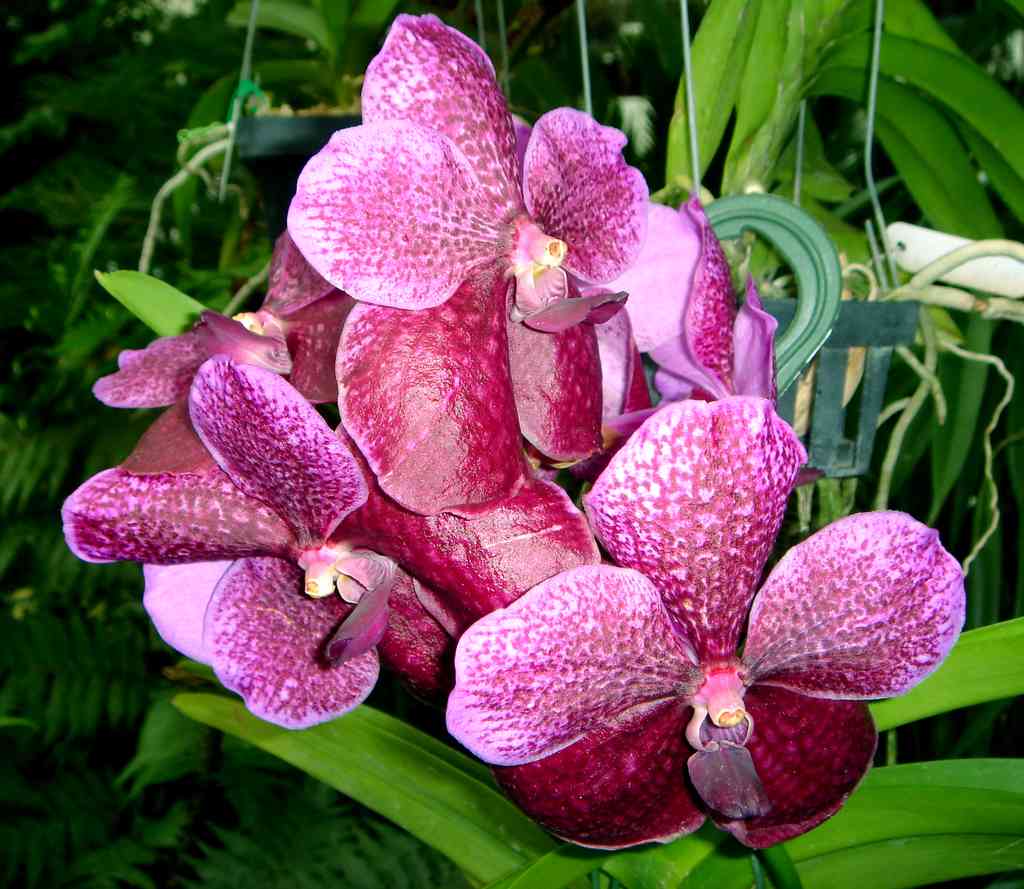 NHỮNG LOẠI LAN VANDA ĐẸP CHƯA BIẾT TÊN...