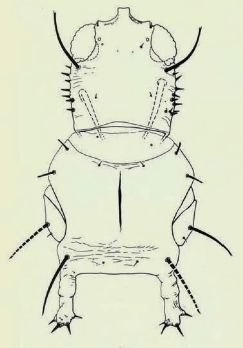 INSECTOS DE P.R. In Memoriam Dr Luis F Martorell y Dr Alain Liogier ,DR ...