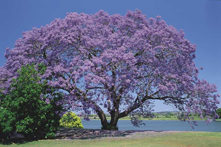 Happiness all around us.: FLOWERING TREES IN INDIA