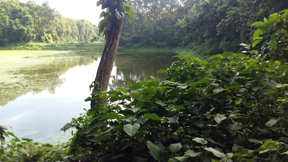 JUNGLE IN BANGLADESH: Singra National Park