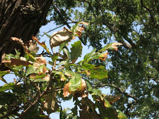 Tom's Blog: Bur oak blight at Pleasant Valley Conservancy