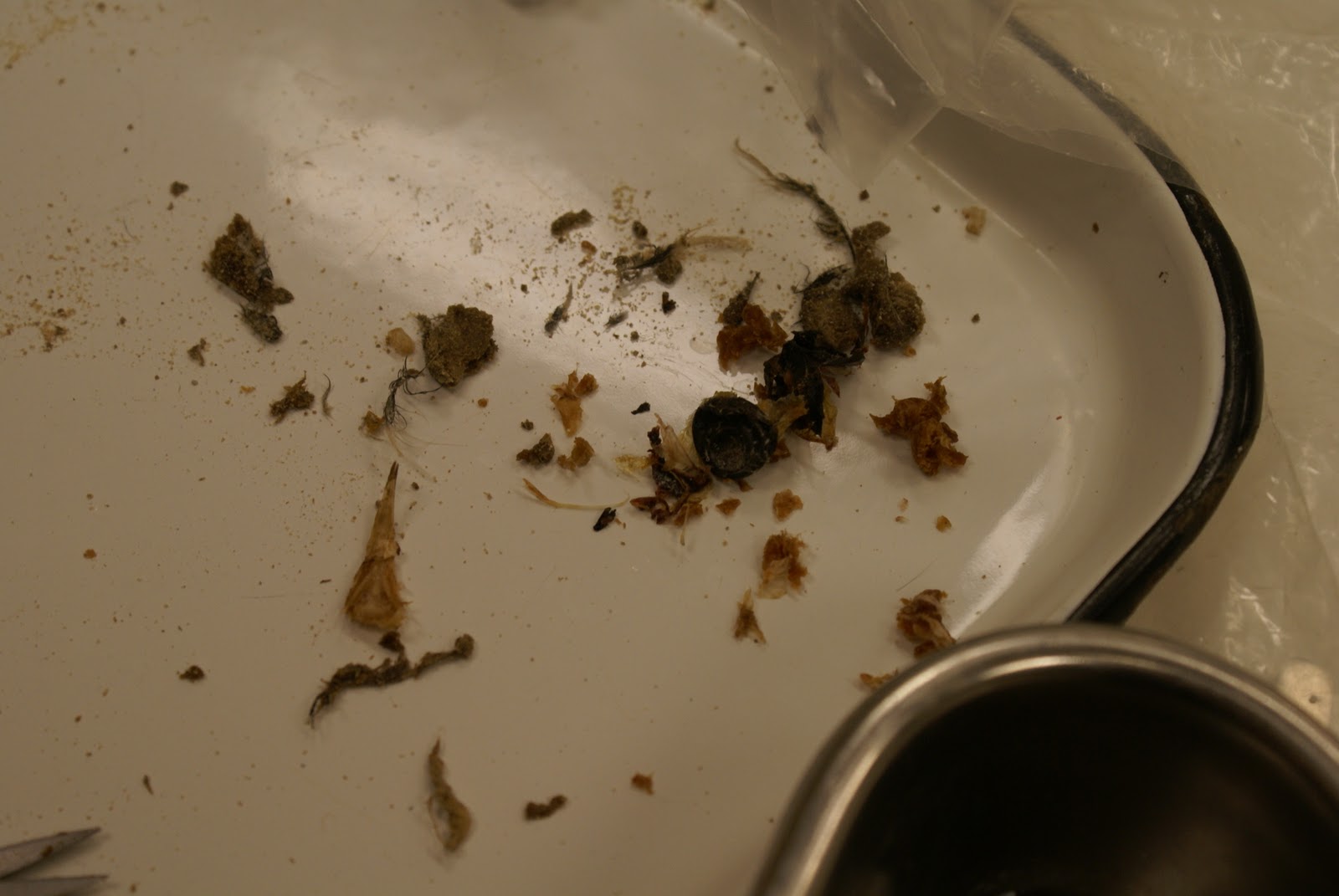 Nature Gardens @ NHM: L.A.'s Urban Nature: Dirty Work: Dead Birds ...