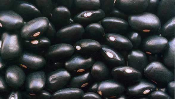 BetaniaCaneca.: A HISTÓRIA E A RECEITA DA FEIJOADA :: O PRATO QUE É A ...